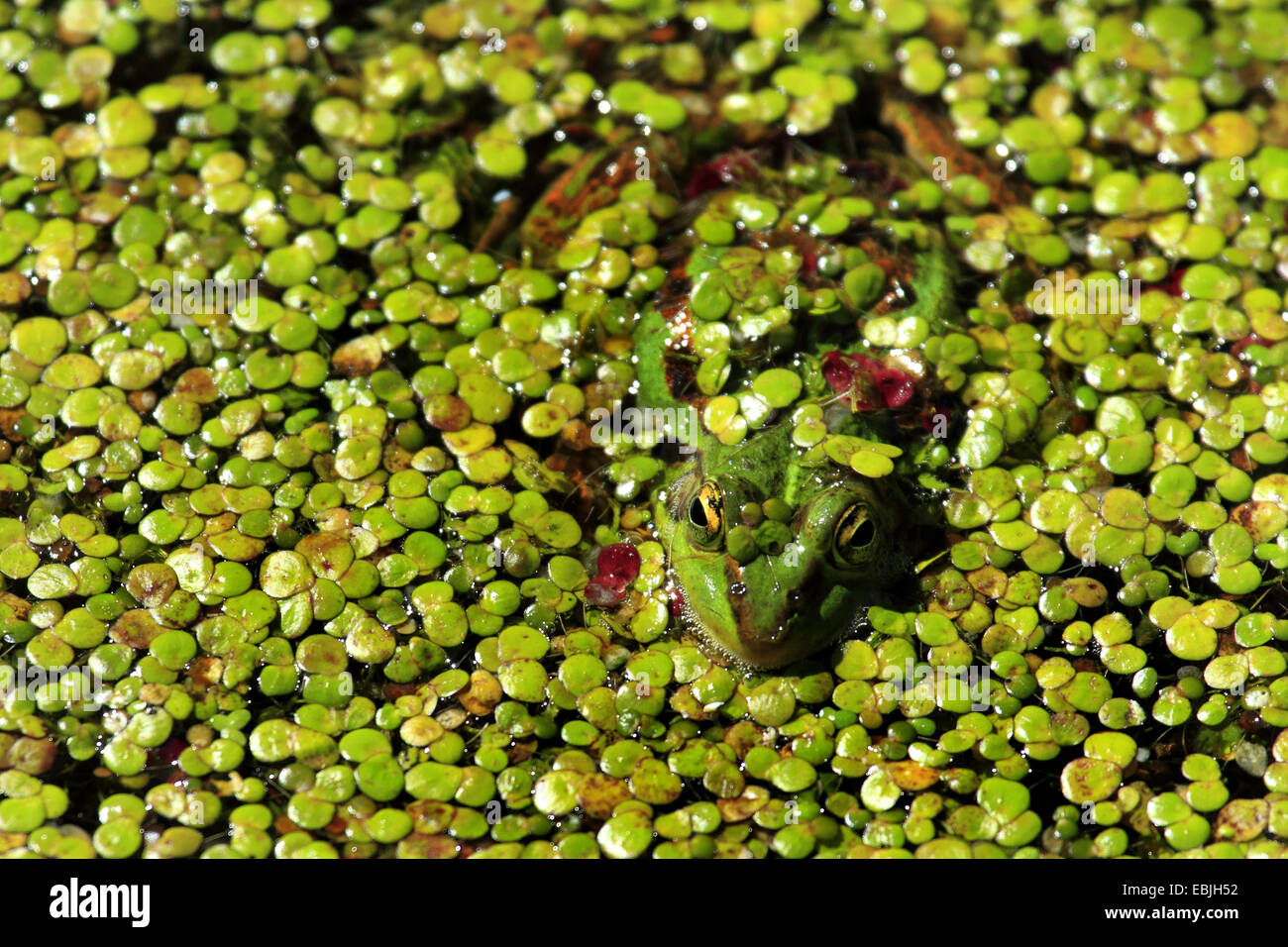 European edible frog, common edible frog (Rana kl. esculenta, Rana ...