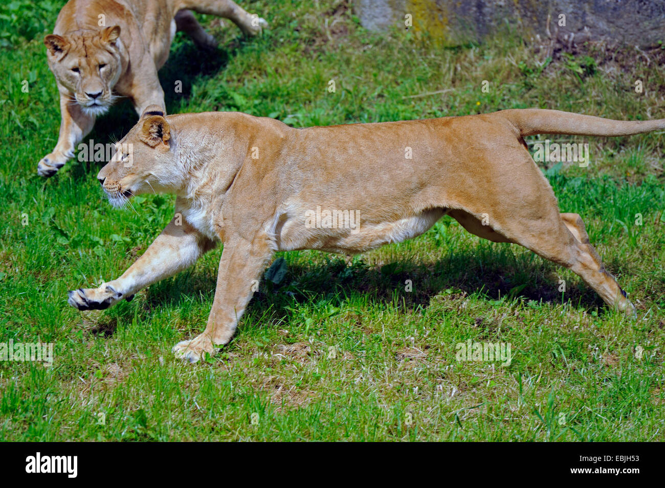 Lion running hi-res stock photography and images - Alamy
