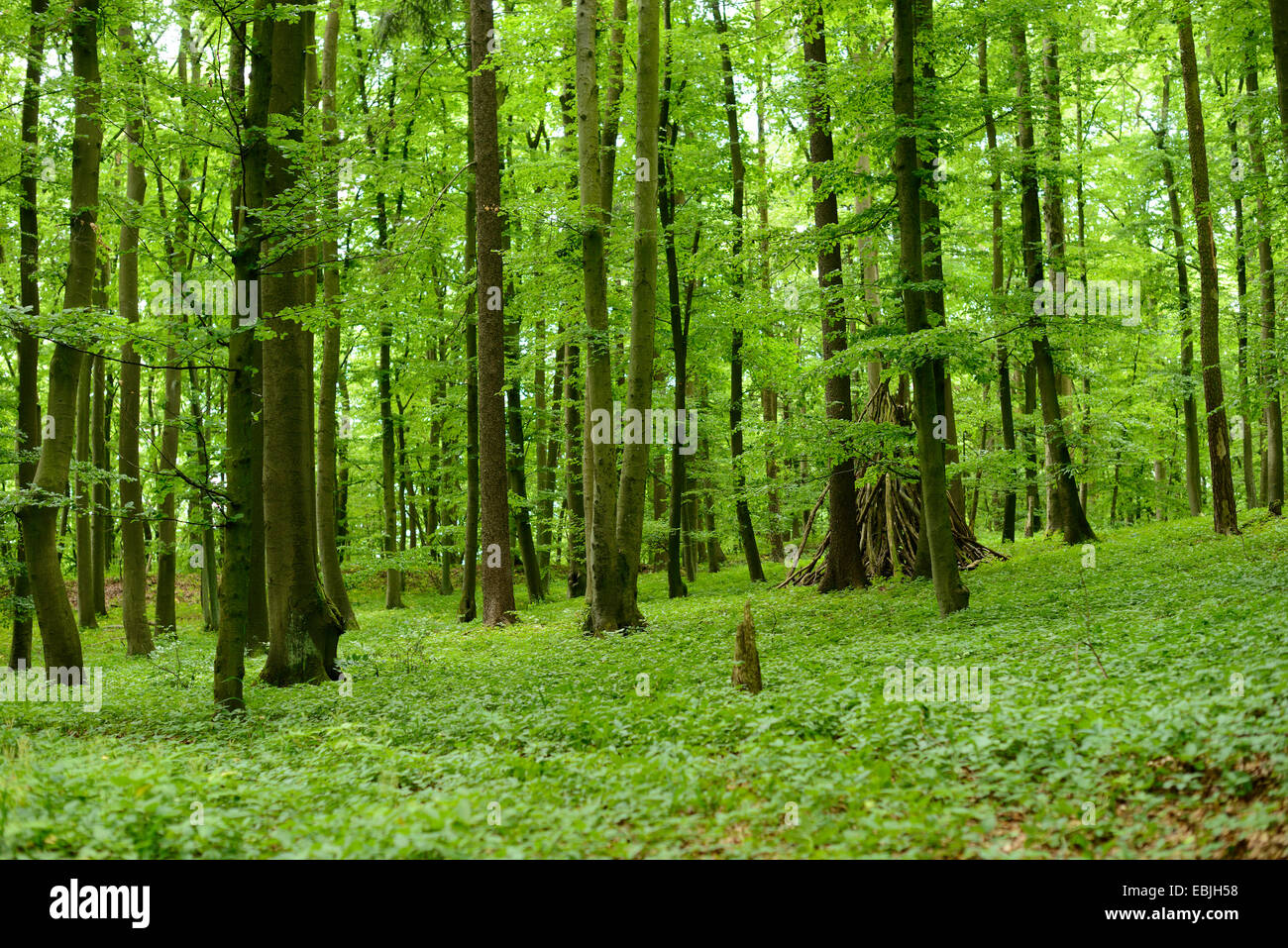 common beech (Fagus sylvatica), beech wood, Germany, Bavaria, Oberpfalz ...