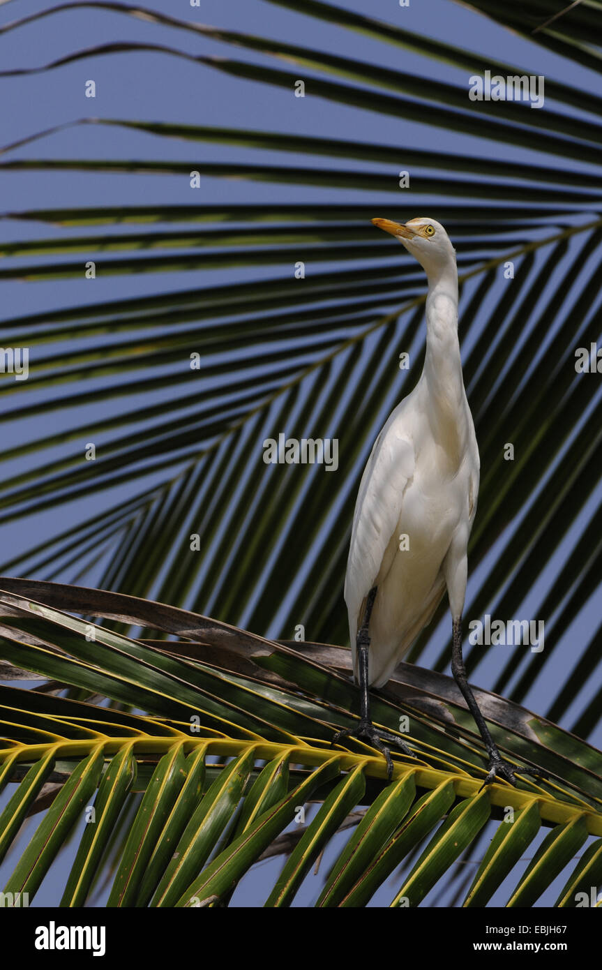 Eastern Cattle Egret, Cattle Egret (Bubulcus coromandus, Bubulcus ibis ...