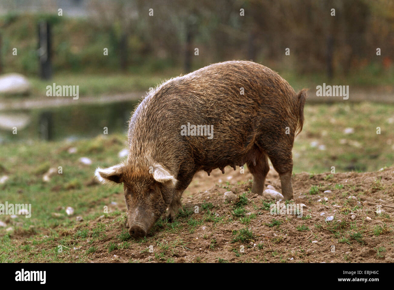 A feral of the medieval domestic pig hi-res stock photography and ...