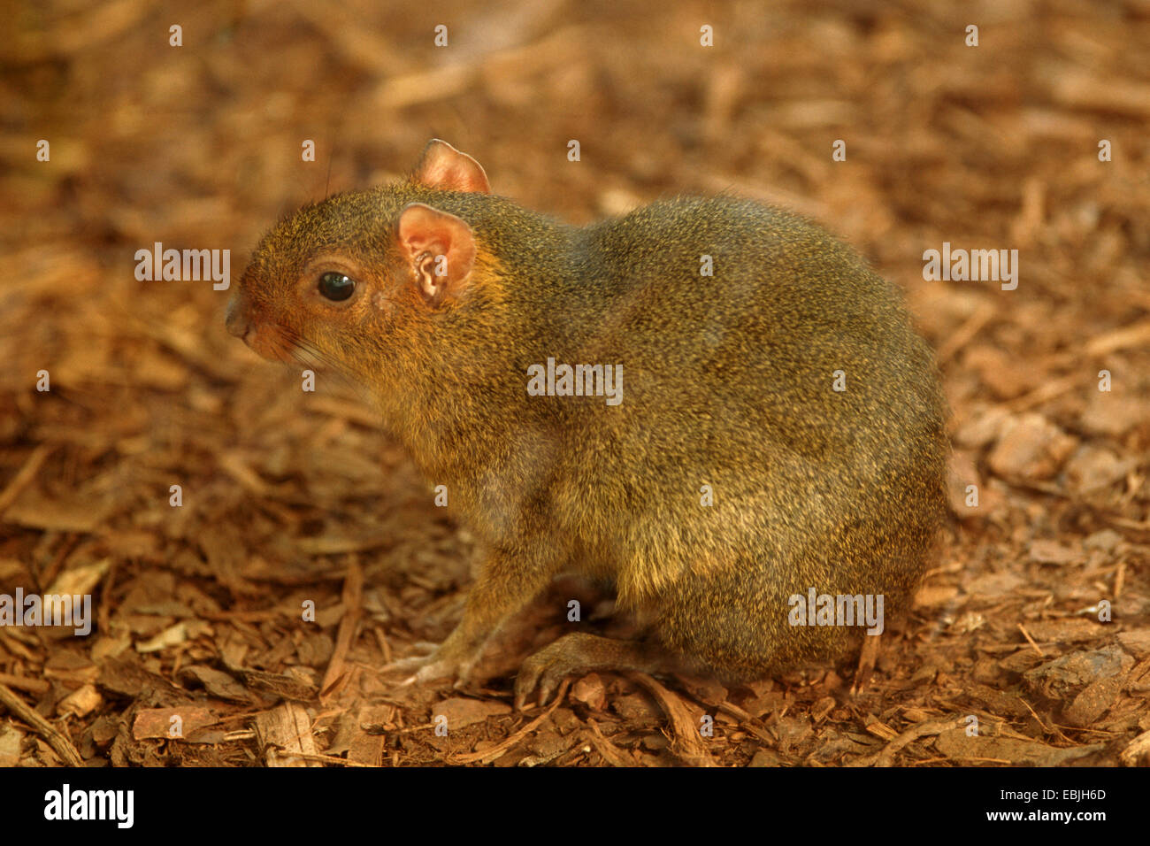 Red acouchi (Myoprocta acouchy), sitting on bark mulch Stock Photo - Alamy