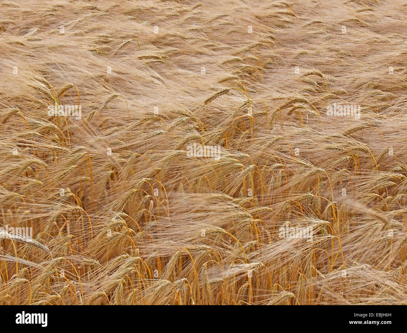 common barley, six-rowed barley (Hordeum vulgare), barley field ready ...
