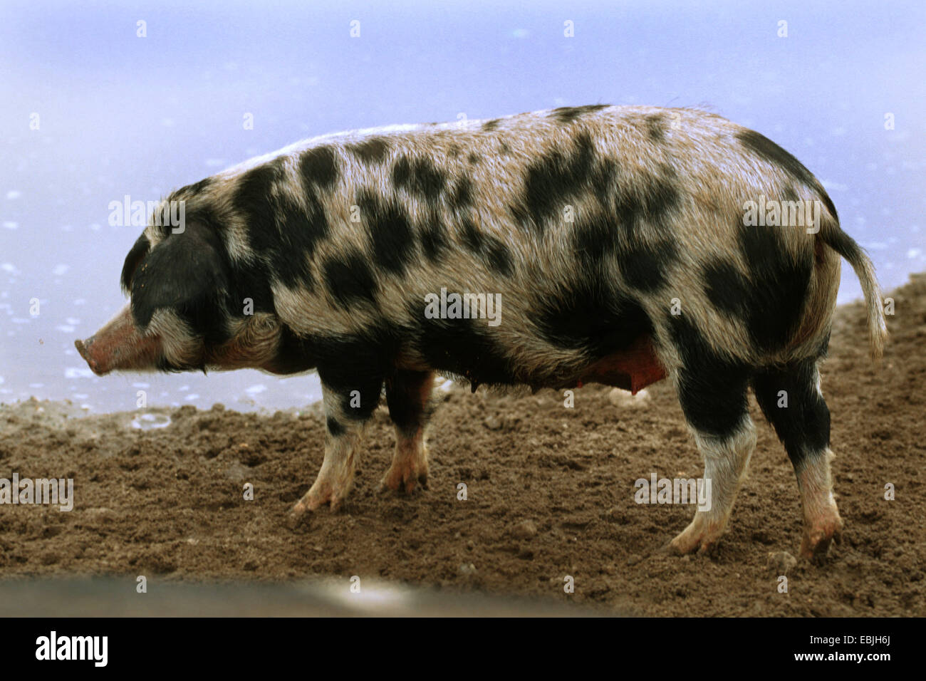 domestic pig (Sus scrofa f. domestica), exemplar of the endangered race ...