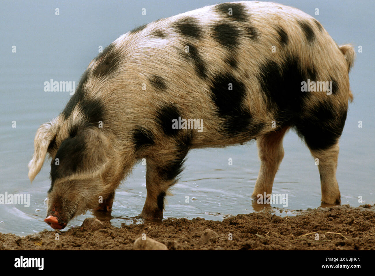 domestic pig (Sus scrofa f. domestica), exemplar of the endangered race ...