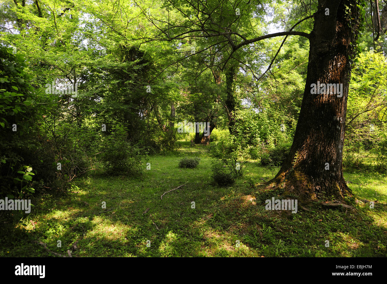 graued oak forest, Greece, Macedonia, Pinios Delta, Natura 2000 Stock ...