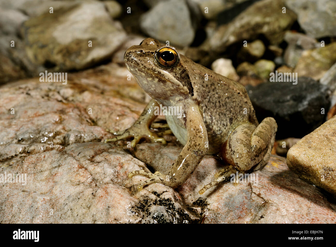 stream frog, Greek frog (Rana graeca), on land, Greece, Macedonia Stock ...