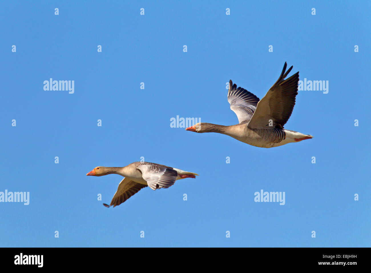 Two gees flying hi-res stock photography and images - Alamy