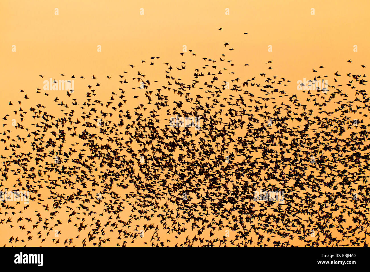 Birds flock starlings german hi-res stock photography and images - Alamy