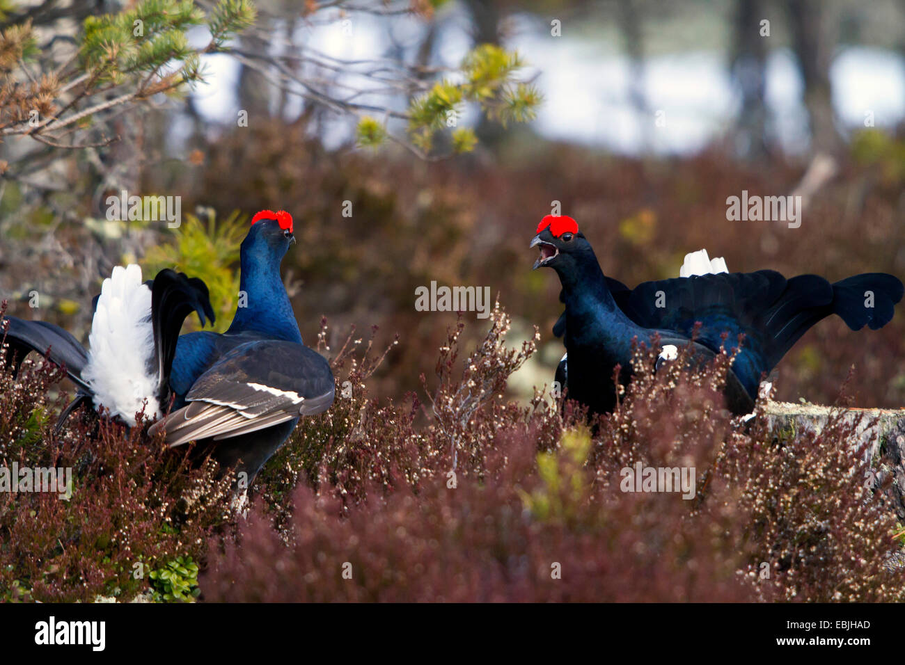 black grouse (Lyrurus tetrix, Tetrao tetrix), mating males, Sweden ...