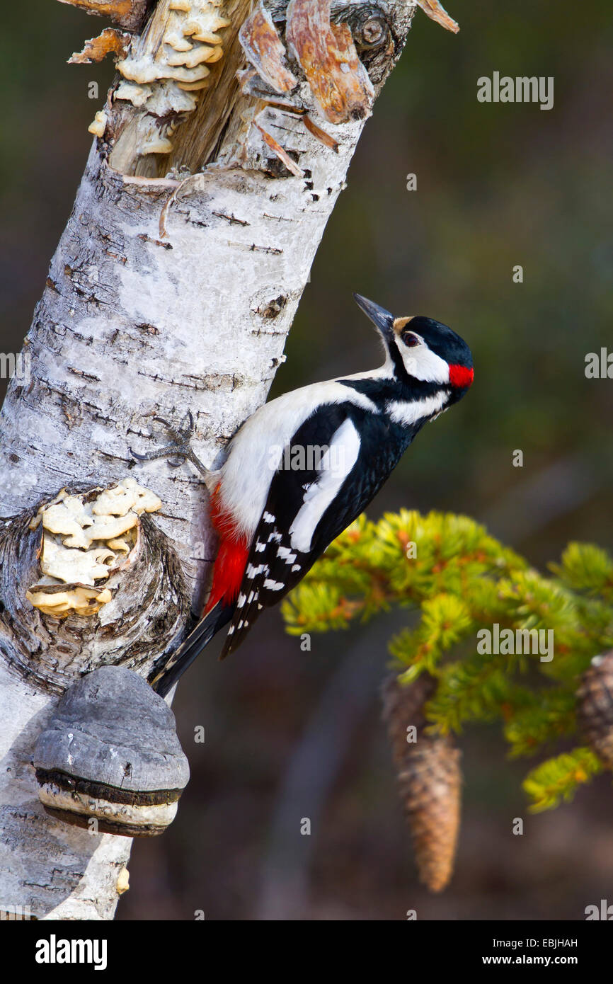 Great spotted woodpecker (Picoides major, Dendrocopos major), sitting ...