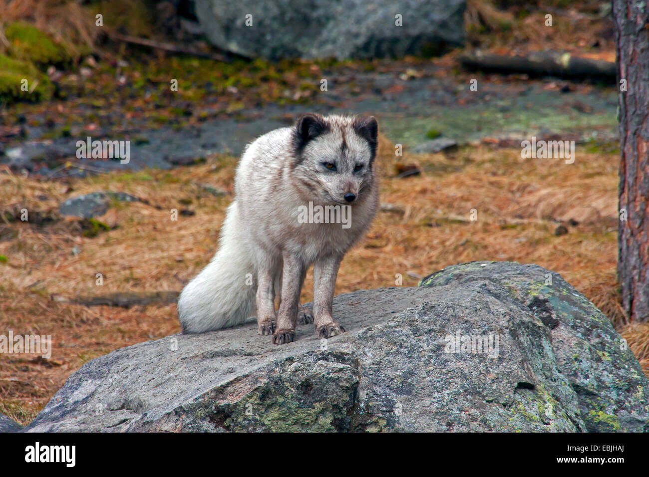 arctic fox, polar fox (Alopex lagopus, Vulpes lagopus), standing on a ...