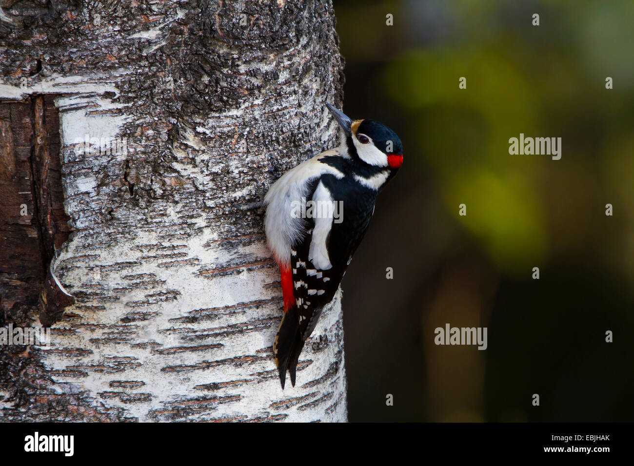 Great spotted woodpecker (Picoides major, Dendrocopos major), sitting ...