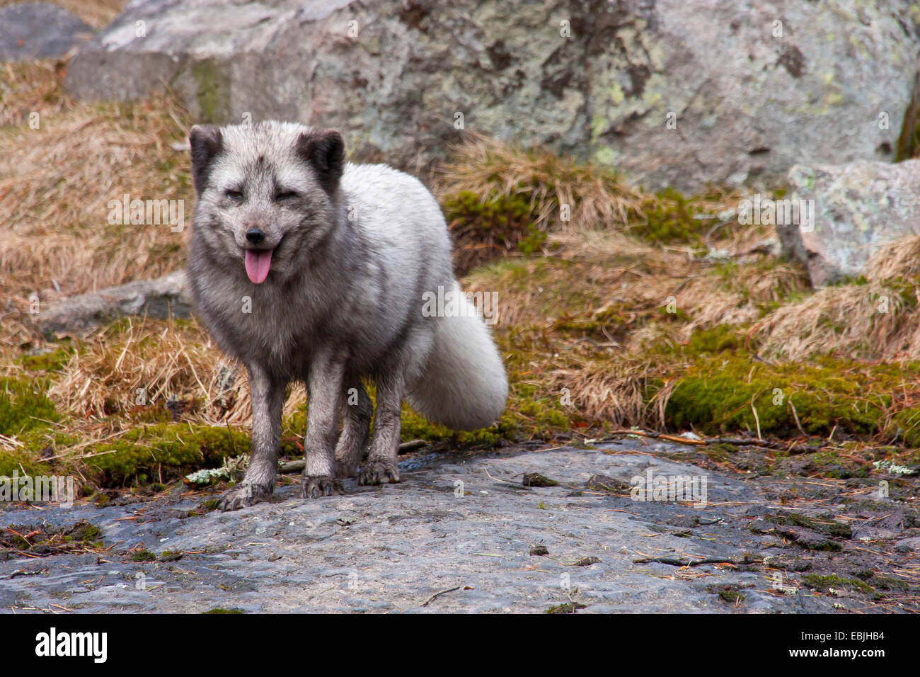 arctic fox, polar fox (Alopex lagopus, Vulpes lagopus), standing on a ...