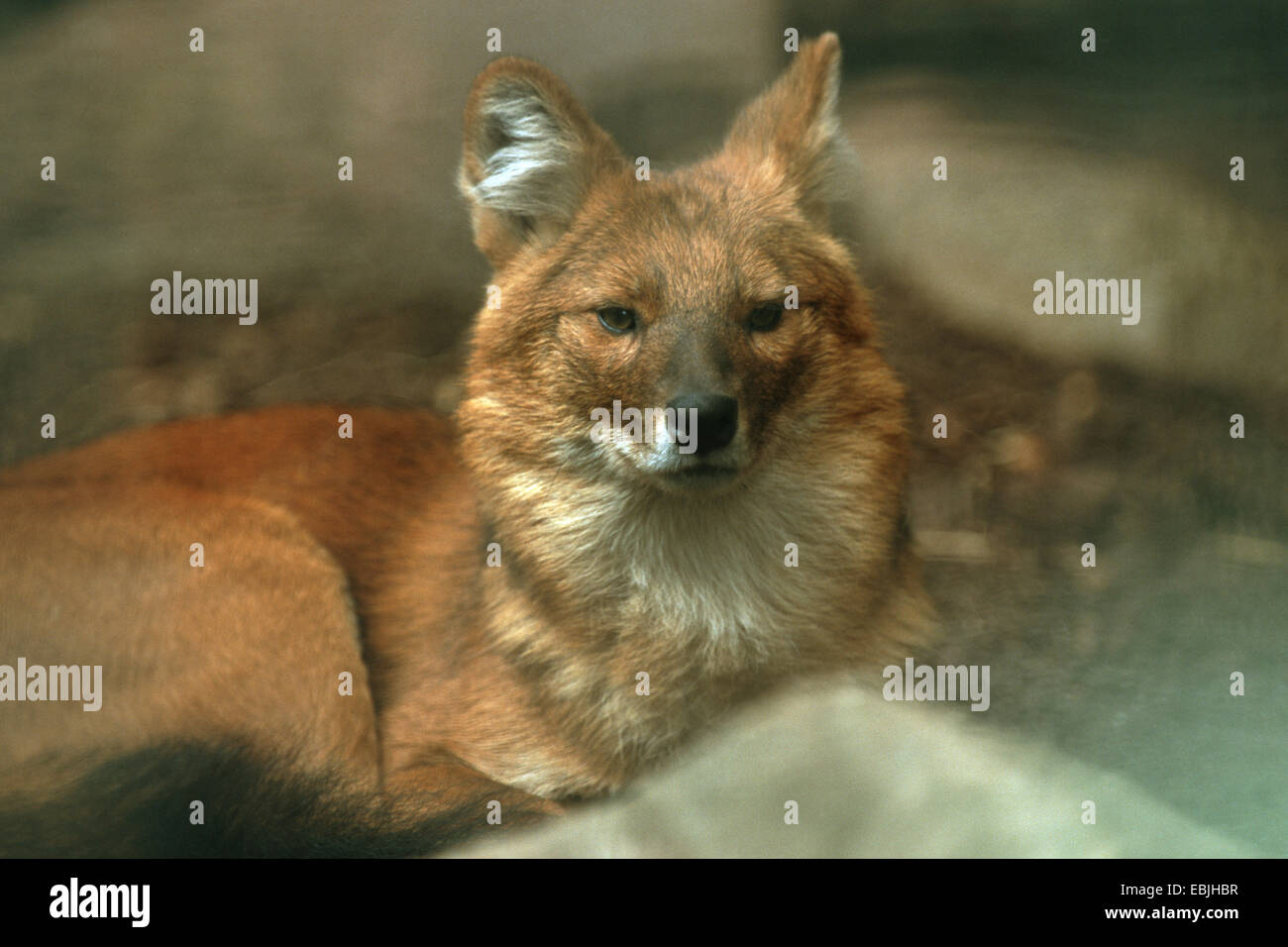 Dhole, Red dog, Asiatic wild dog (Cuon alpinus), sitting among rocks ...
