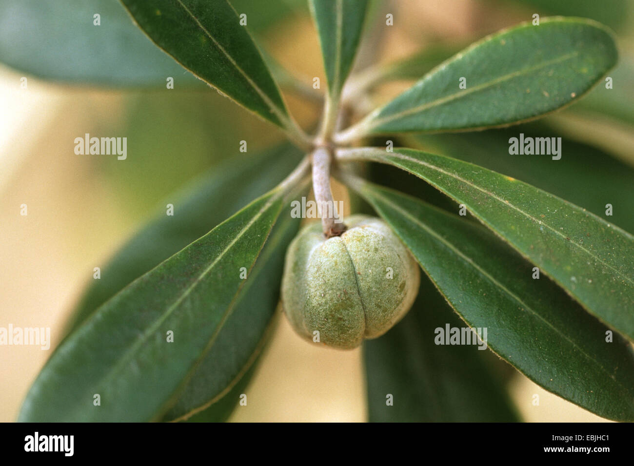 Coastal pittosporum, Variegatum Karo (Pittosporum crassifolium), fruit ...