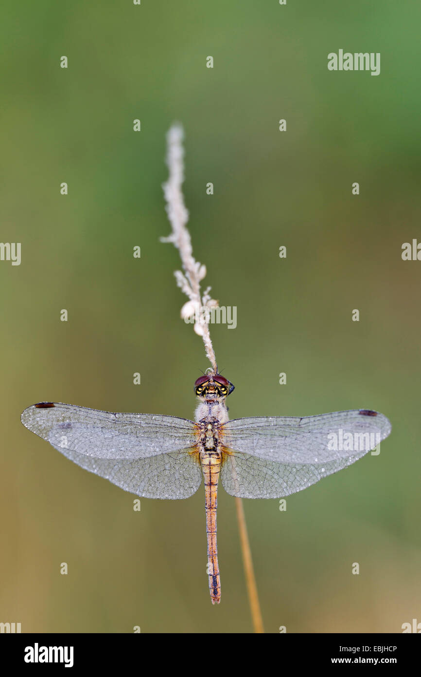 yellow-winged sympetrum, yellow-winged darter (Sympetrum flaveolum ...