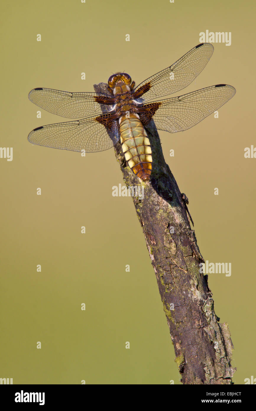 Insect libellula hi-res stock photography and images - Alamy