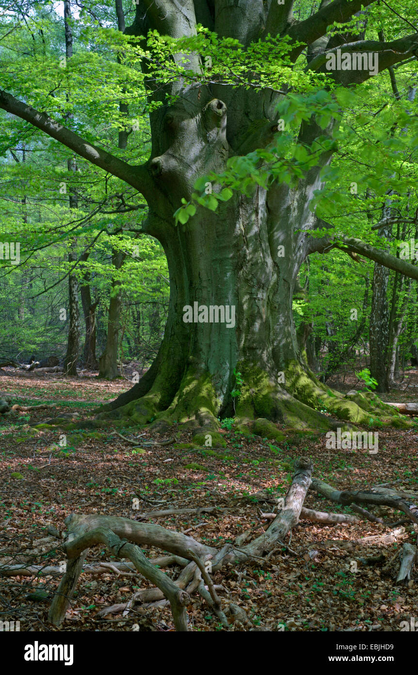 common beech (Fagus sylvatica), big beech in a forest in spring ...