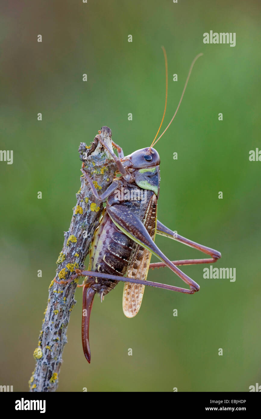 wart-biter, wart-biter bushcricket (Decticus verrucivorus), female ...
