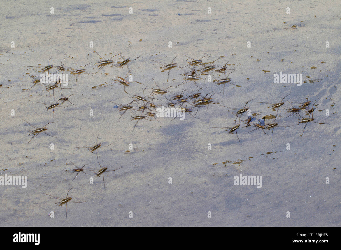 Water strider insect on water hi-res stock photography and images - Alamy