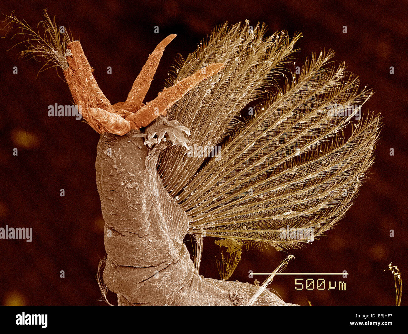 Tail of Phantom Midge larva, Chaoboridae SEM Stock Photo - Alamy