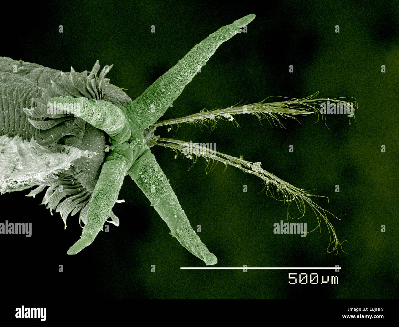 Midge larva hi-res stock photography and images - Alamy
