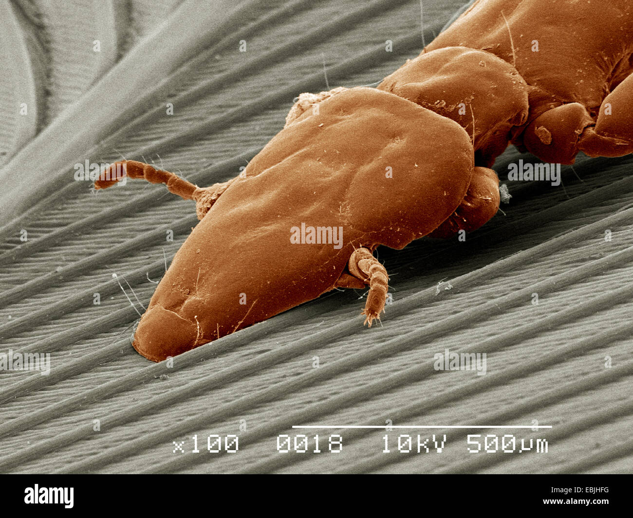 Duck feather microscope hi-res stock photography and images - Alamy