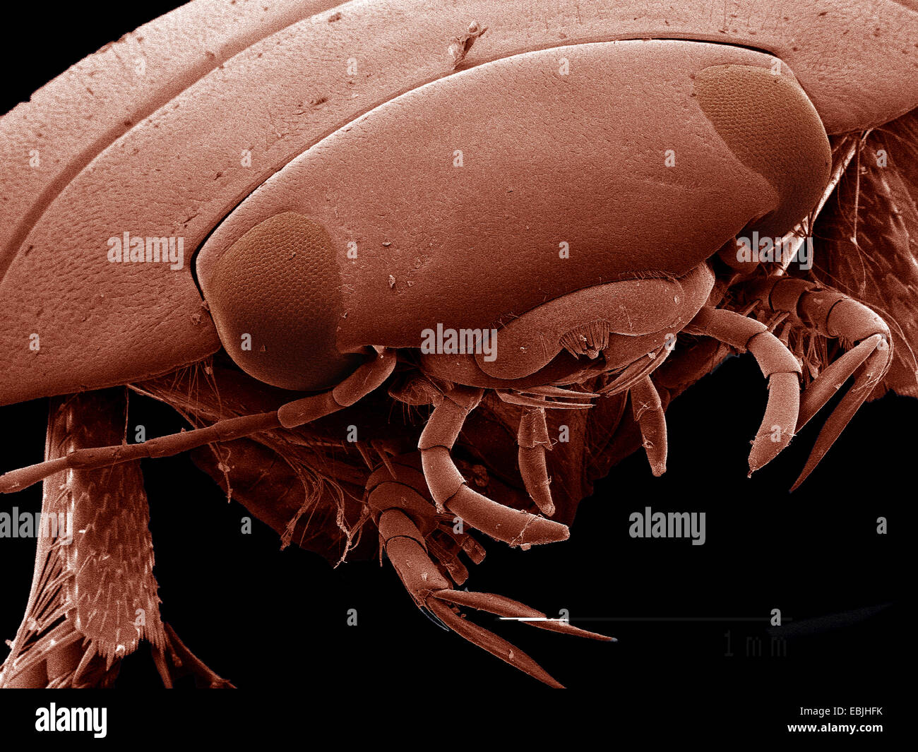 Head of Diving beetle, Dytiscidae SEM Stock Photo - Alamy