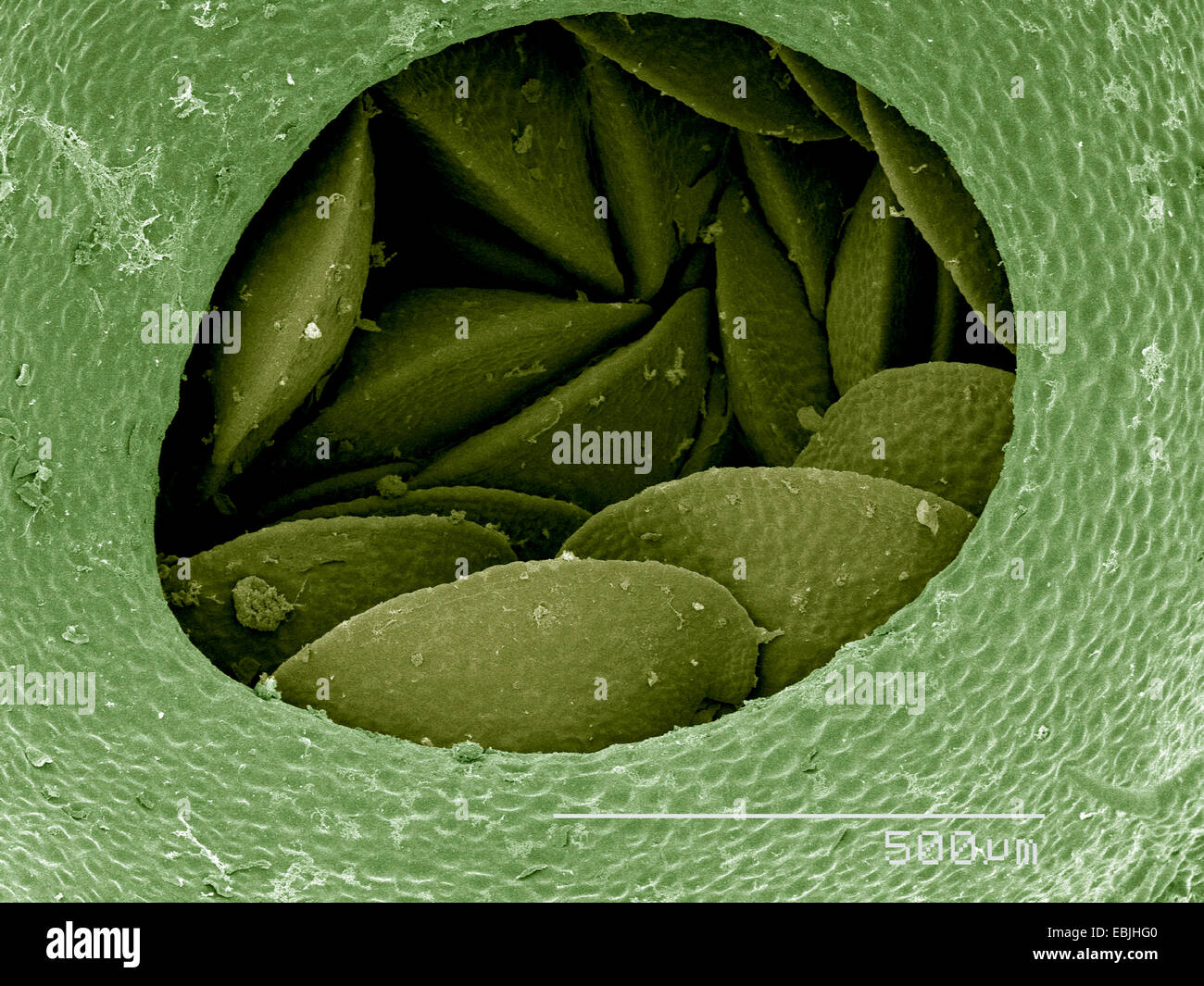 Liverwort anatomy hi-res stock photography and images - Alamy