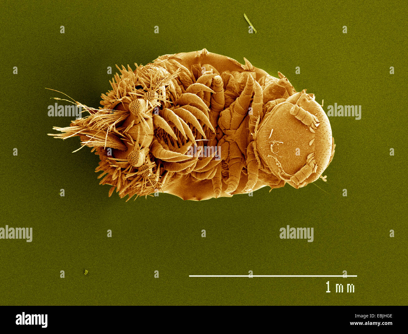 Diplopoda hi-res stock photography and images - Alamy