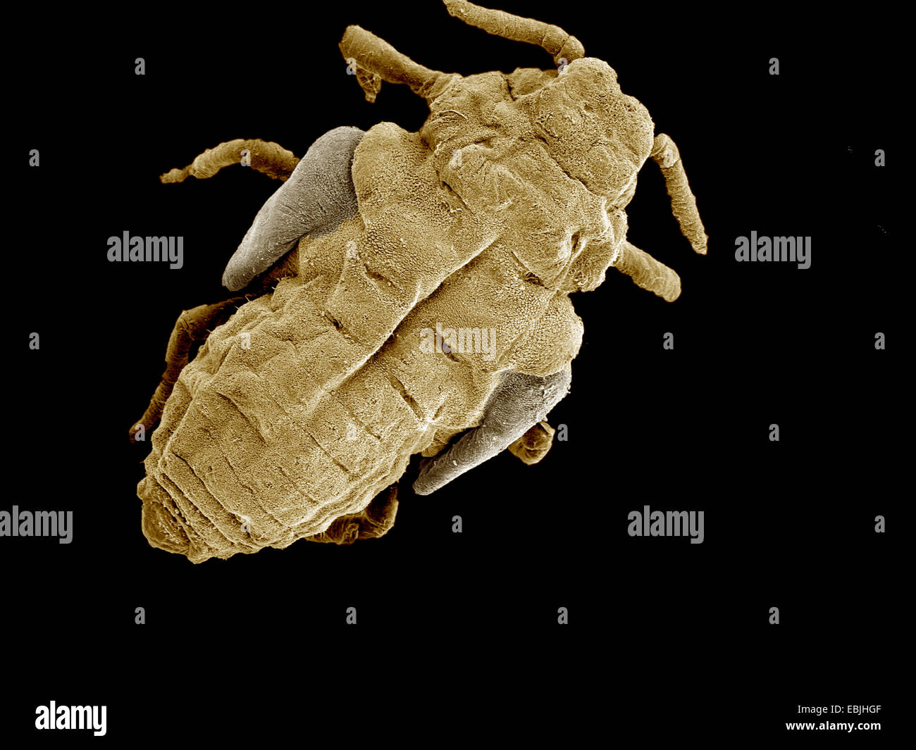 Pear psylla hi-res stock photography and images - Alamy