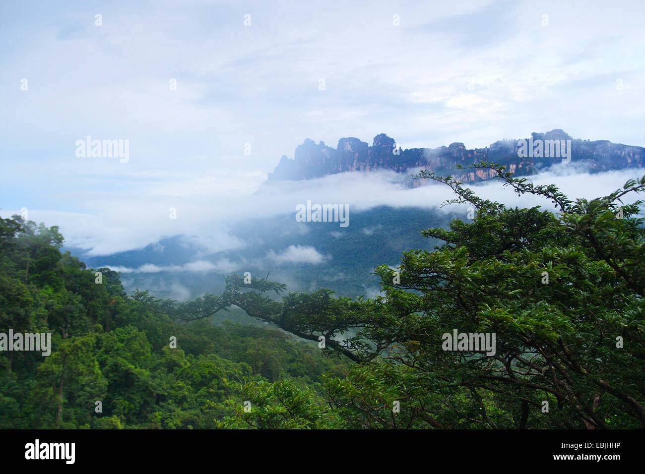 Tepui ecosystem hi-res stock photography and images - Alamy