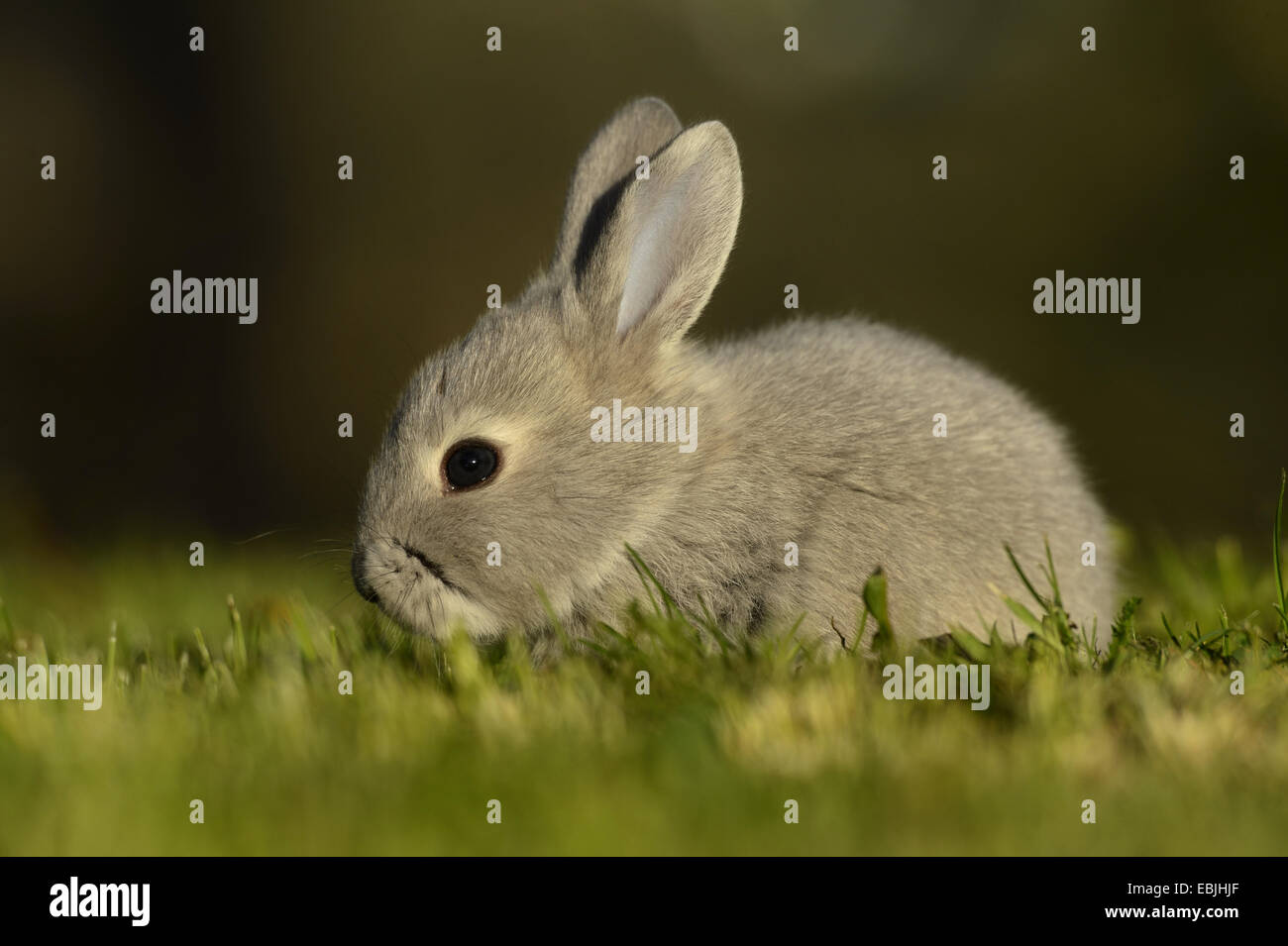 Grey bunny hi-res stock photography and images - Alamy
