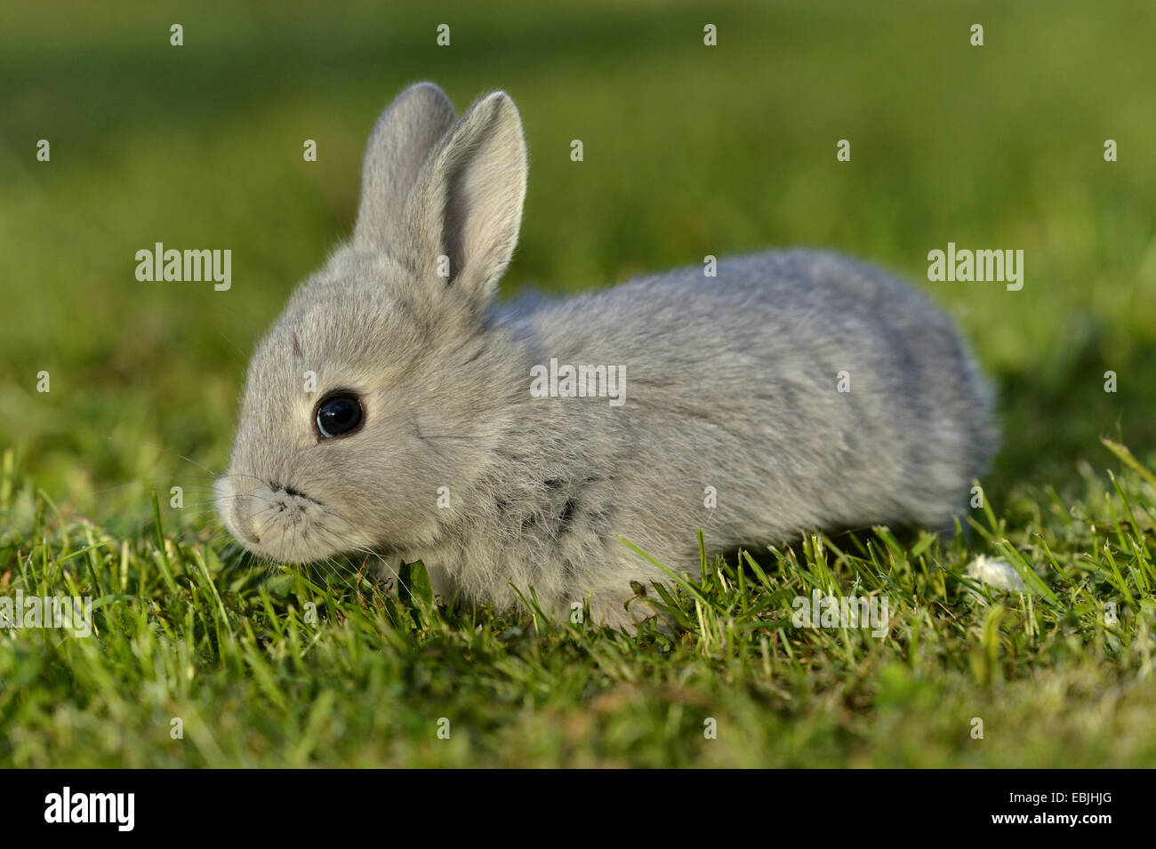 domestic rabbit (Oryctolagus cuniculus f. domestica), grey bunny in a ...