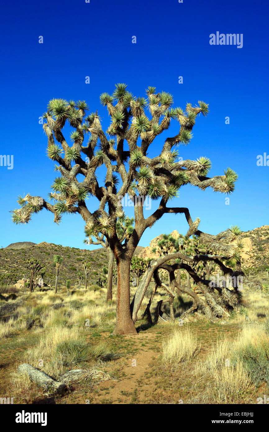 joshua tree (Yucca brevifolia), single tree, USA, California, Joshua ...