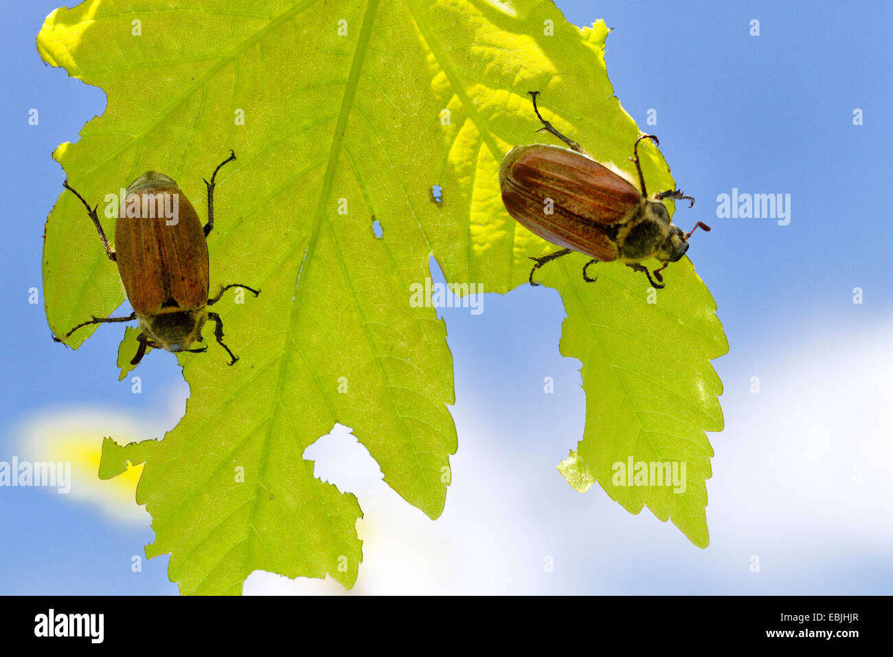 Leaf feeding insect hi-res stock photography and images - Alamy