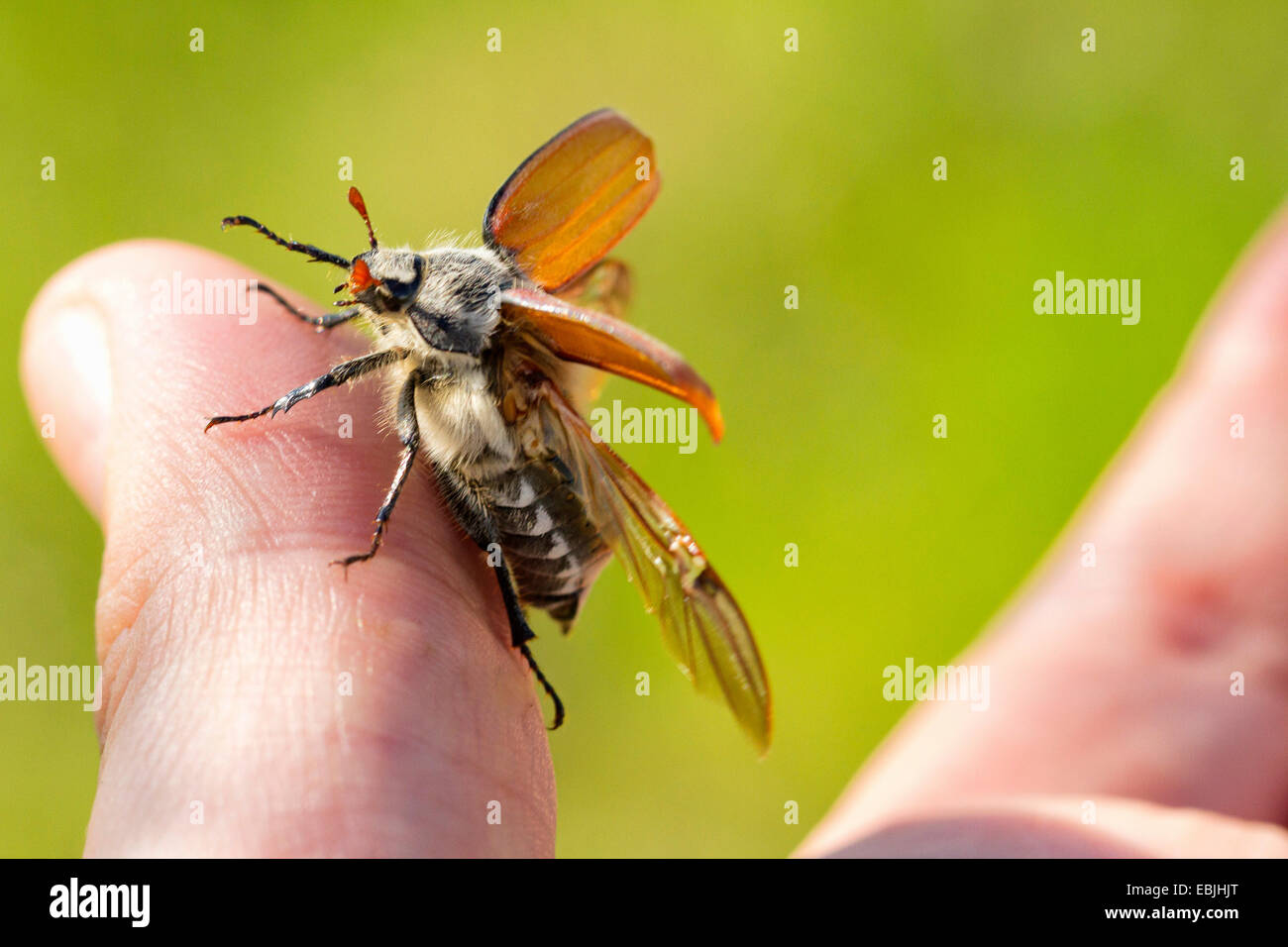 common cockchafer, maybug (Melolontha melolontha), starting from ...
