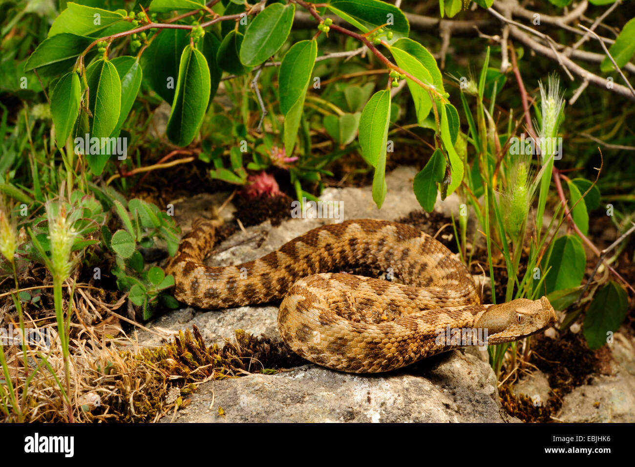 Nose-horned viper, Horned viper, Long-nosed viper (Vipera ammodytes ...
