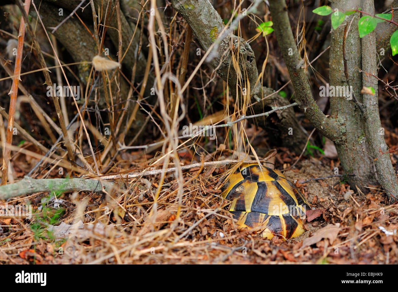 Hermann's tortoise back hi-res stock photography and images - Alamy