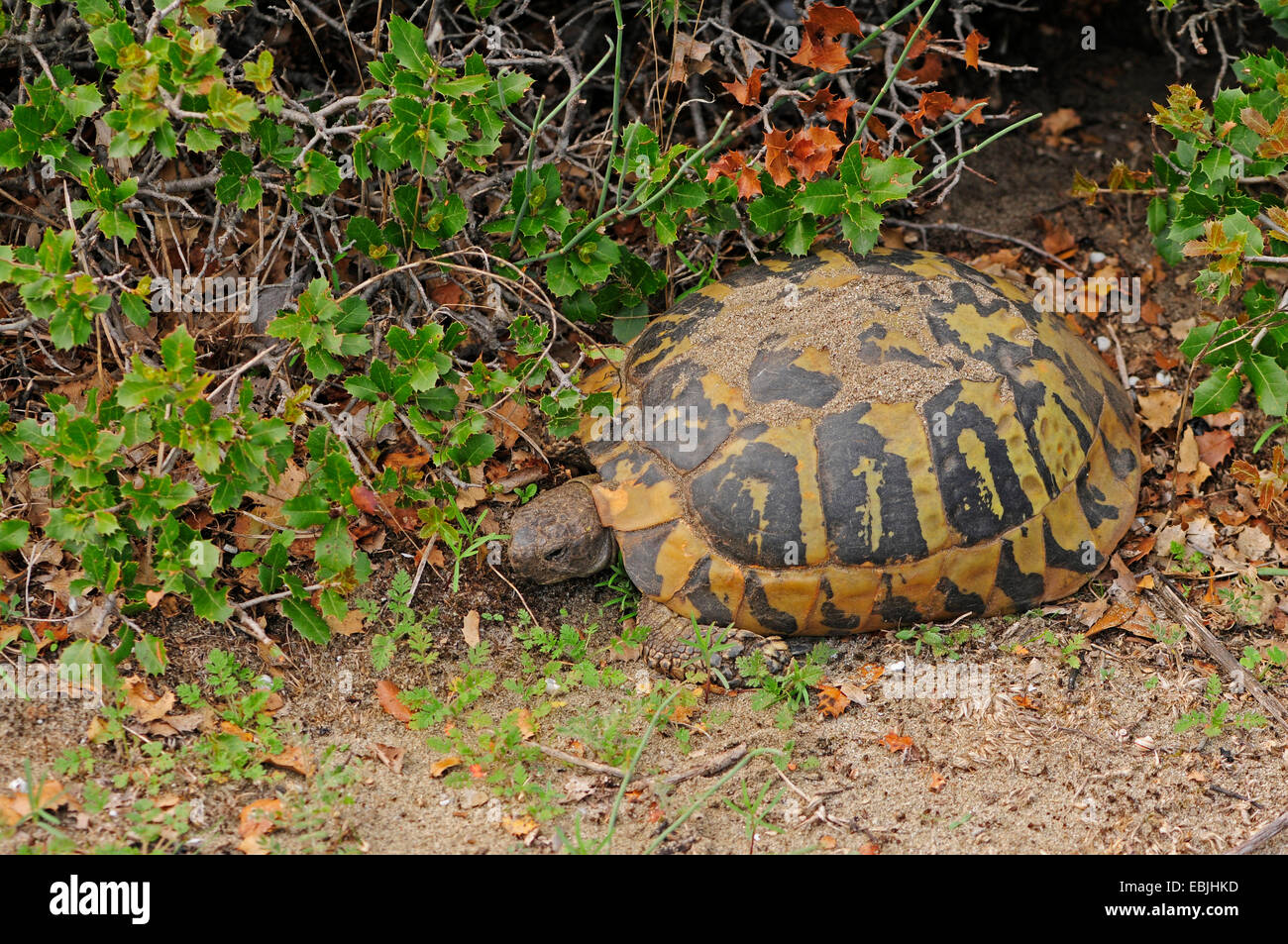 Hermanns tortoise, Greek tortoise, Boettgers tortoise (Testudo hermanni ...