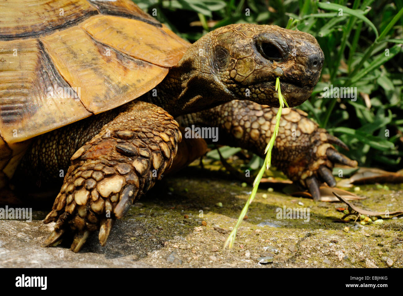 Hermanns tortoise, Greek tortoise, Boettgers tortoise (Testudo hermanni ...