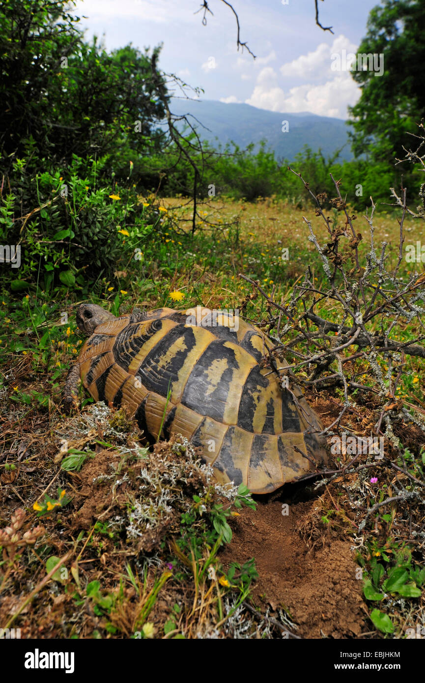 Hermanns tortoise, Greek tortoise, Boettgers tortoise (Testudo hermanni ...