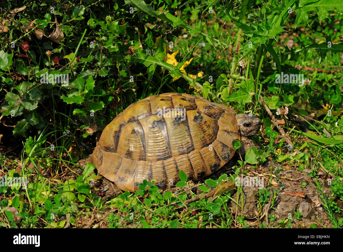 Hermanns tortoise, Greek tortoise, Boettgers tortoise (Testudo hermanni ...