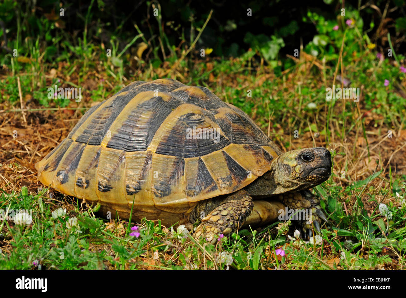 Hermanns tortoise, Greek tortoise, Boettgers tortoise (Testudo hermanni ...