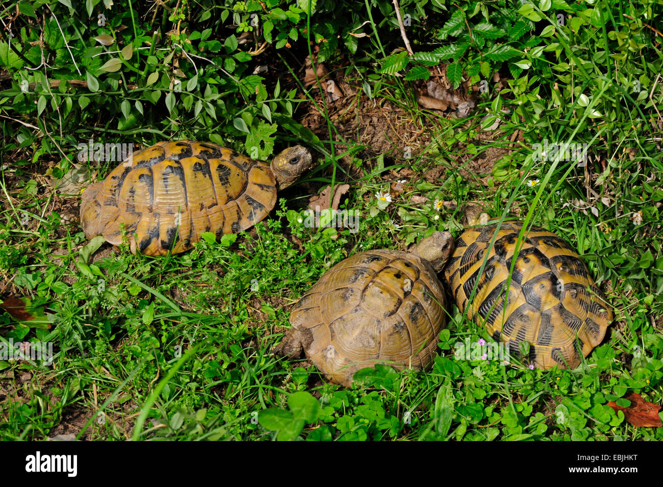 Hermanns tortoise, Greek tortoise, Boettgers tortoise (Testudo hermanni ...