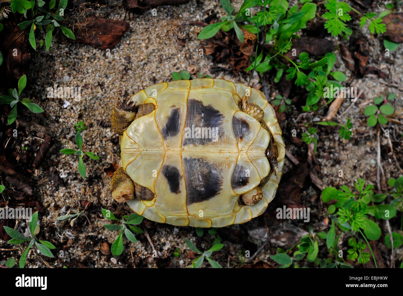 Hermanns tortoise, Greek tortoise, Boettgers tortoise (Testudo hermanni ...