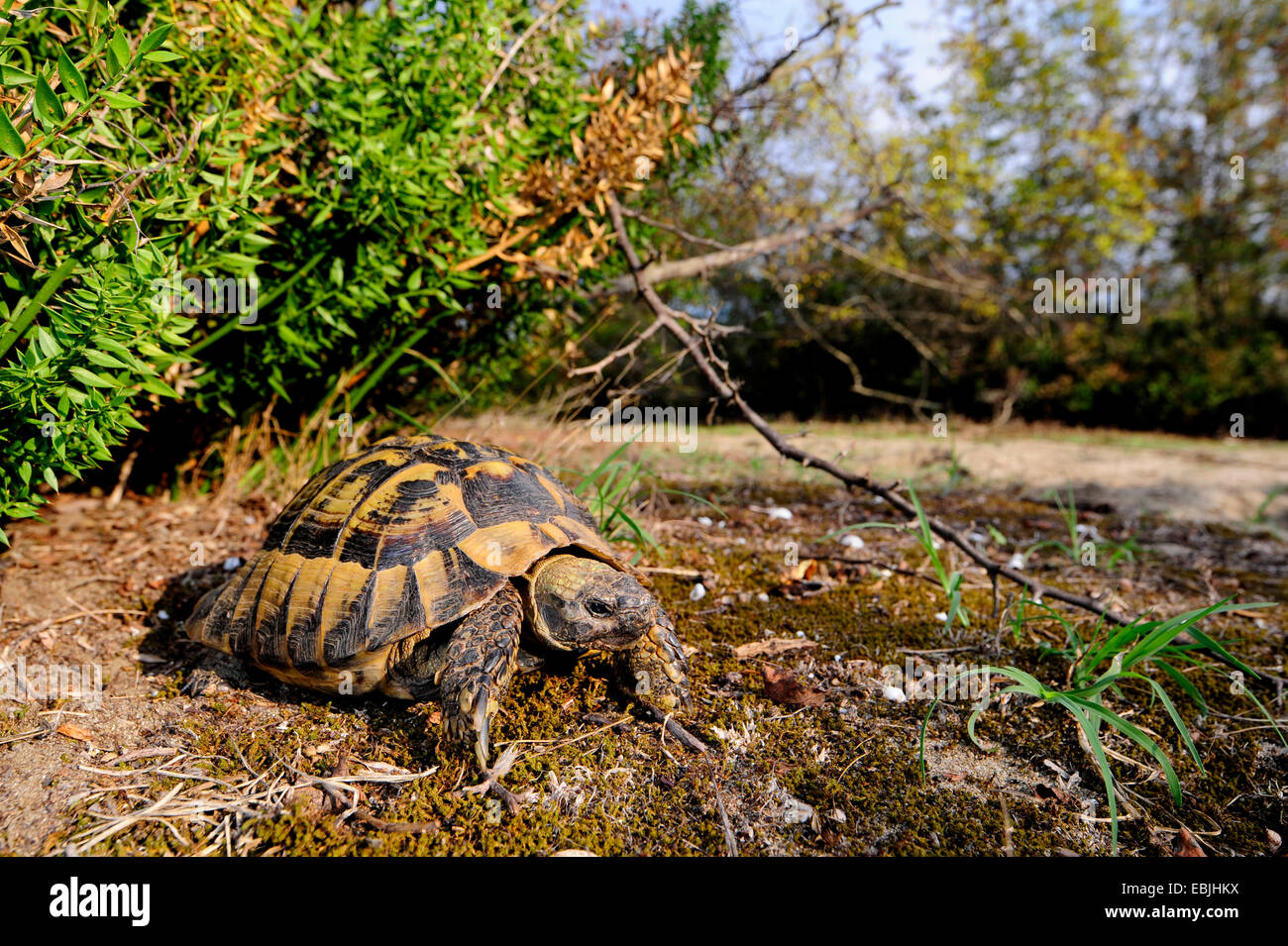 Hermann's tortoise, Greek tortoise (Testudo hermanni), walking, Greece ...