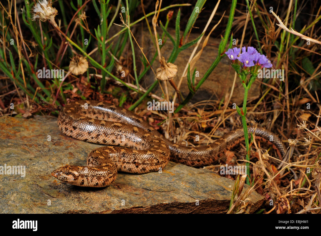 Creeping snakes hi-res stock photography and images - Alamy