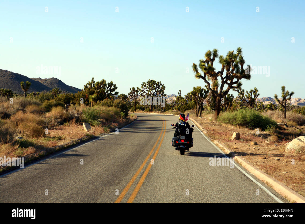 Individual joshua tree hi-res stock photography and images - Alamy